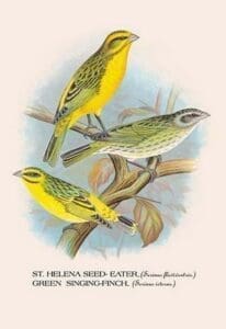 St. Helena Seed-Eater; Green Singing-Finch by Arthur Gardiner Butler ...